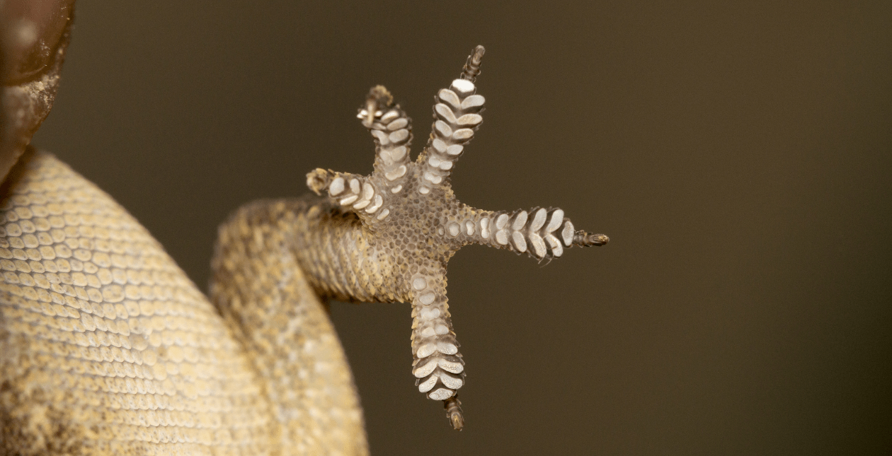 How Biomimicry is Shaping the Future of Product Design - SHEPPiD™