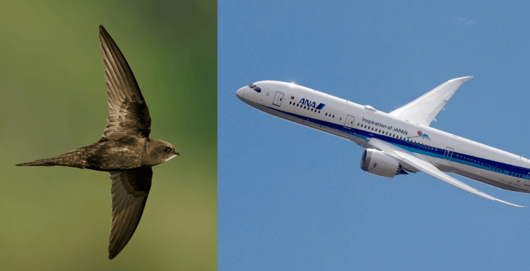 How Biomimicry is Shaping the Future of Product Design - SHEPPiD™